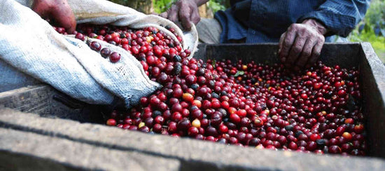 Dancing Moon Coffee Company – Dancing Moon Coffee Co.